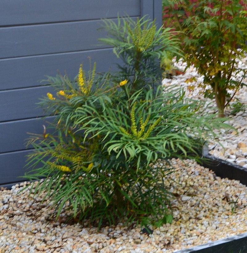 MAHONIA eurybracteata 'Soft Caress', graphique - Pépinière du Penthièvre