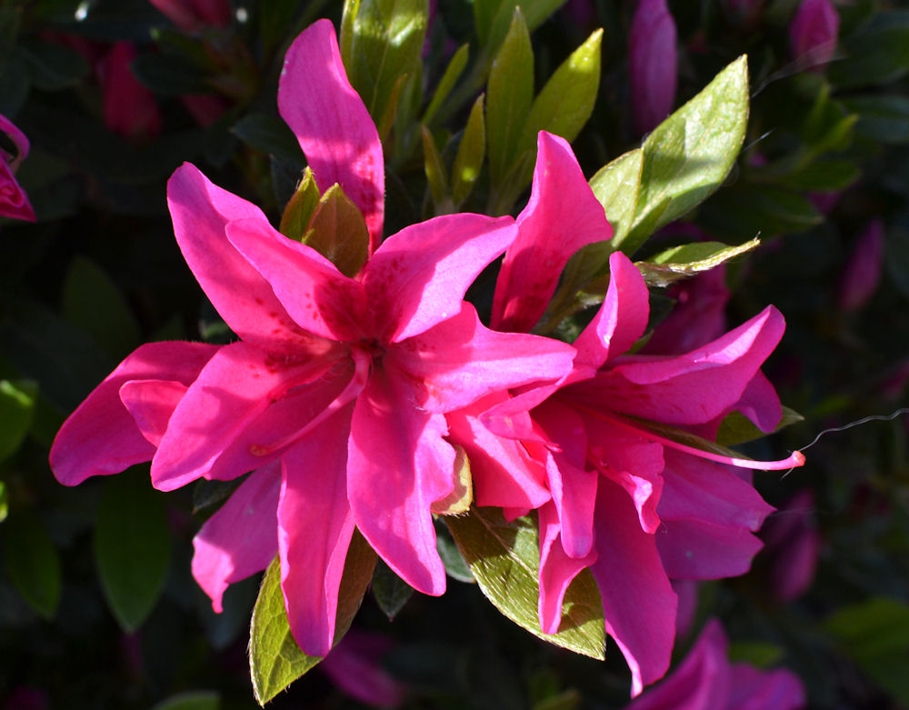 Azalée 'Rosa King', Azalea, rose, persistant - Pépinière du Penthièvre