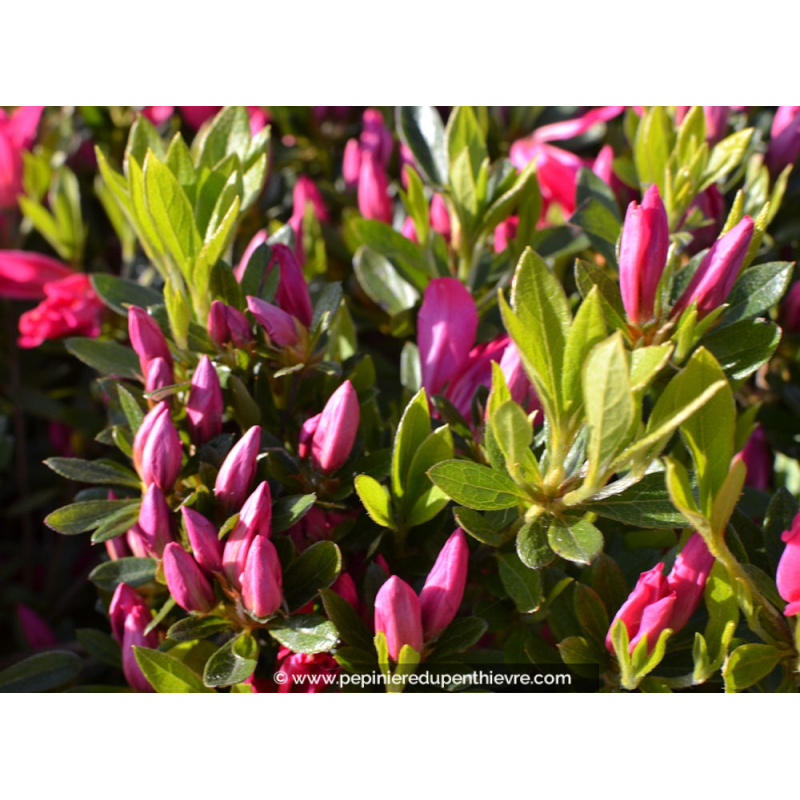 Azalée 'Rosa King', AZALEA, rose, persistant - Pépinière du Penthièvre ...