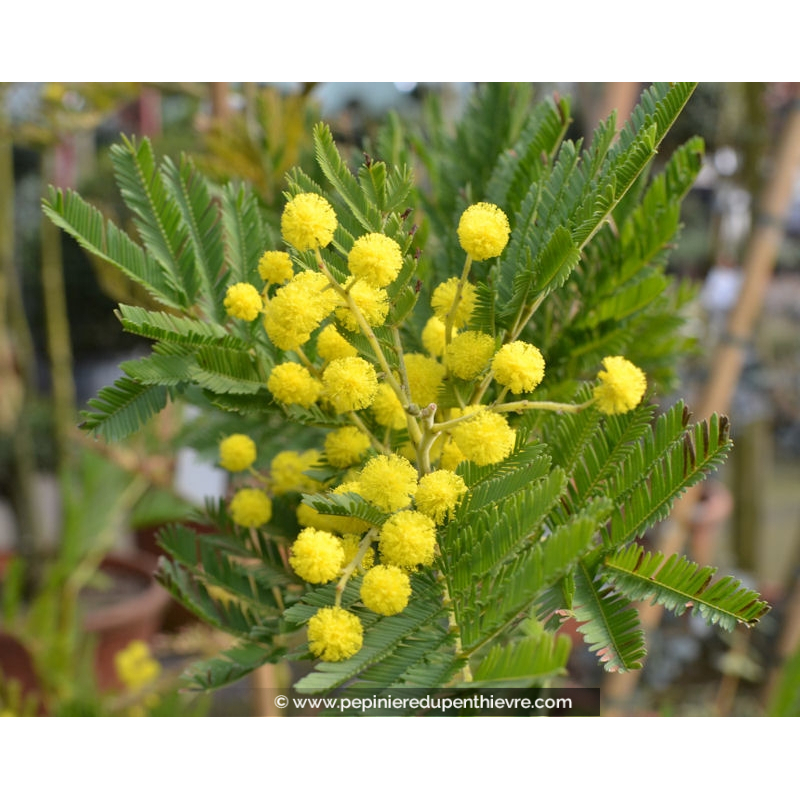 ACACIA dealbata (de greffe), Mimosa d'hiver - Pépinière du Penthièvre ...