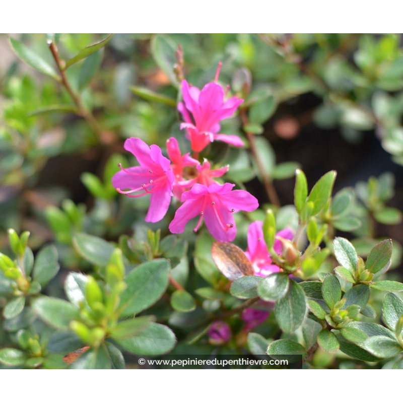 AZALEA japonica 'Amoena', Azalée persistante - Pépinière du Penthièvre ...