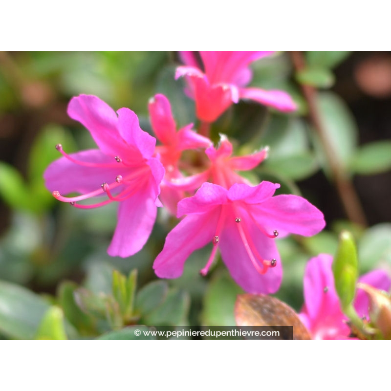 AZALEA japonica 'Amoena', Azalée persistante - Pépinière du Penthièvre ...
