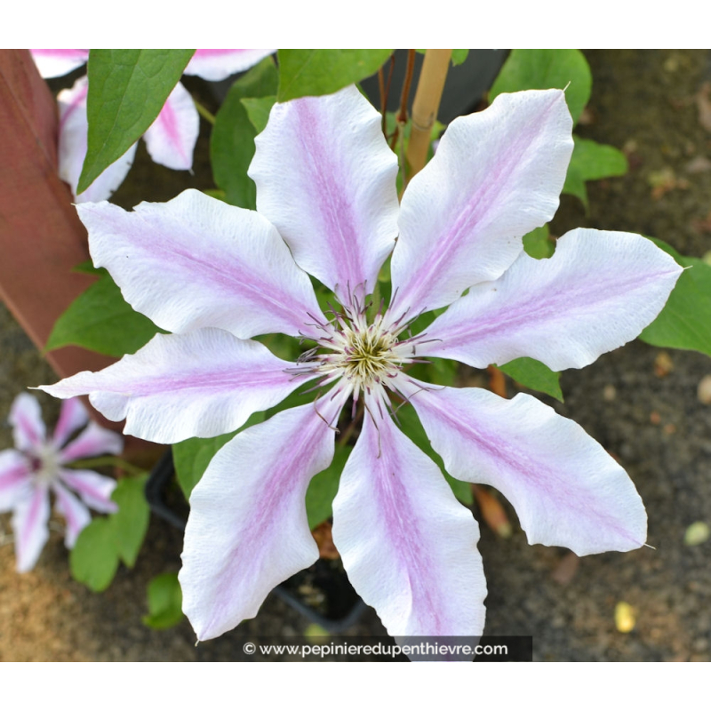 CLEMATIS 'Nelly Moser' ou clématite bicolore - Pépinière du Penthièvre ...