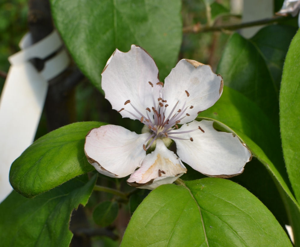 COGNASSIER 'Champion' ou "Poire de Cydonie" - Pépinière du Penthièvre