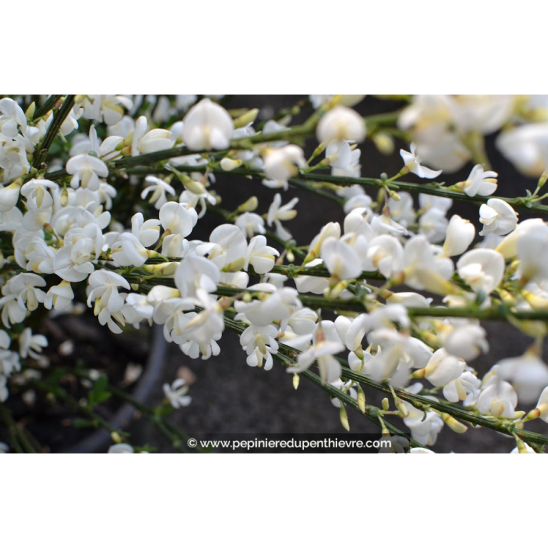 CYTISUS x praecox 'Albus', genêt précoce - La Pépinière du Penthièvre ...