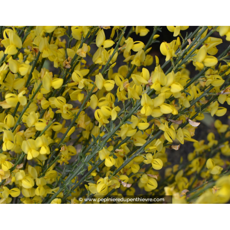 CYTISUS x praecox 'Allgold', genêt précoce - Pépinière du Penthièvre ...