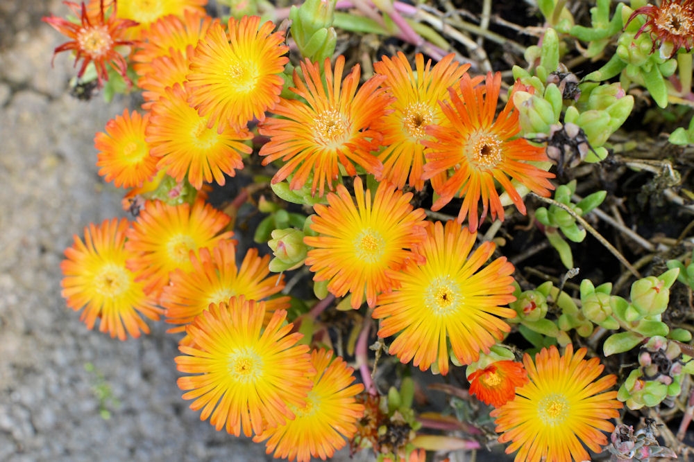 Pourprier 'Orange Wonder', Delosperma, orange -Pépinière du Penthièvre