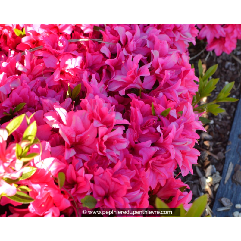 Azalée 'Rosa King', AZALEA, rose, persistant - Pépinière du Penthièvre ...