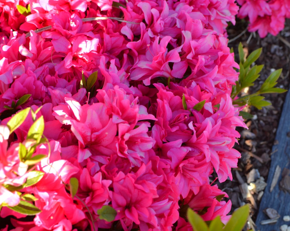 Azalée 'Rosa King', AZALEA, rose, persistant - Pépinière du Penthièvre