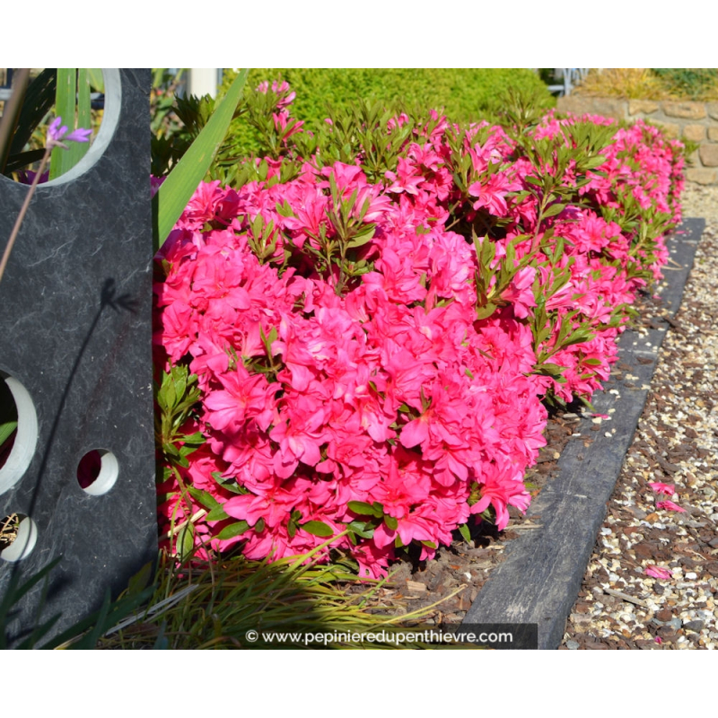 Azalée 'Rosa King', AZALEA, rose, persistant - Pépinière du Penthièvre ...