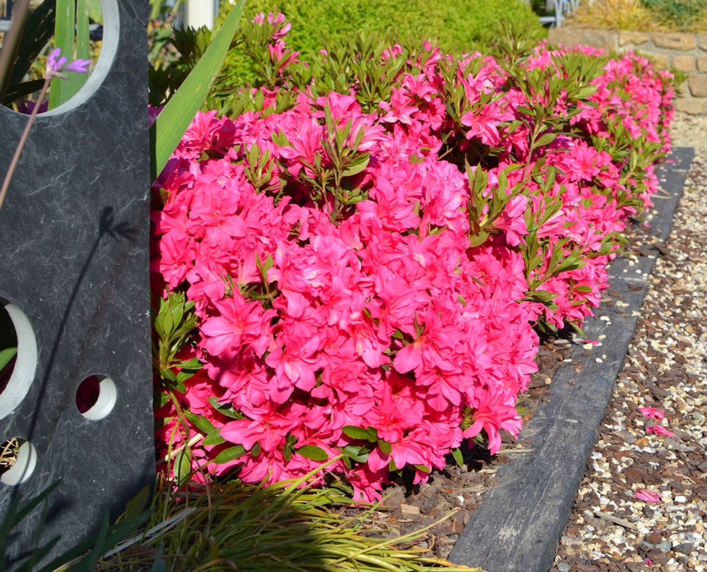 Azalée 'Rosa King', Azalea, rose, persistant - Pépinière du Penthièvre