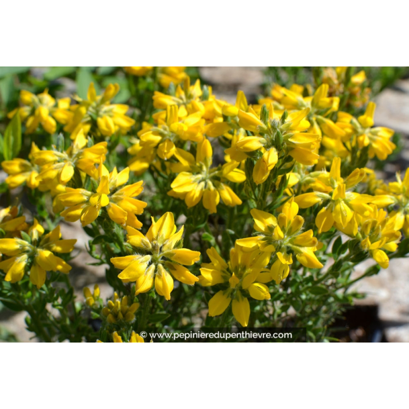 GENISTA hispanica, Genêt d'Espagne, jaune - Pépinière du Penthièvre ...