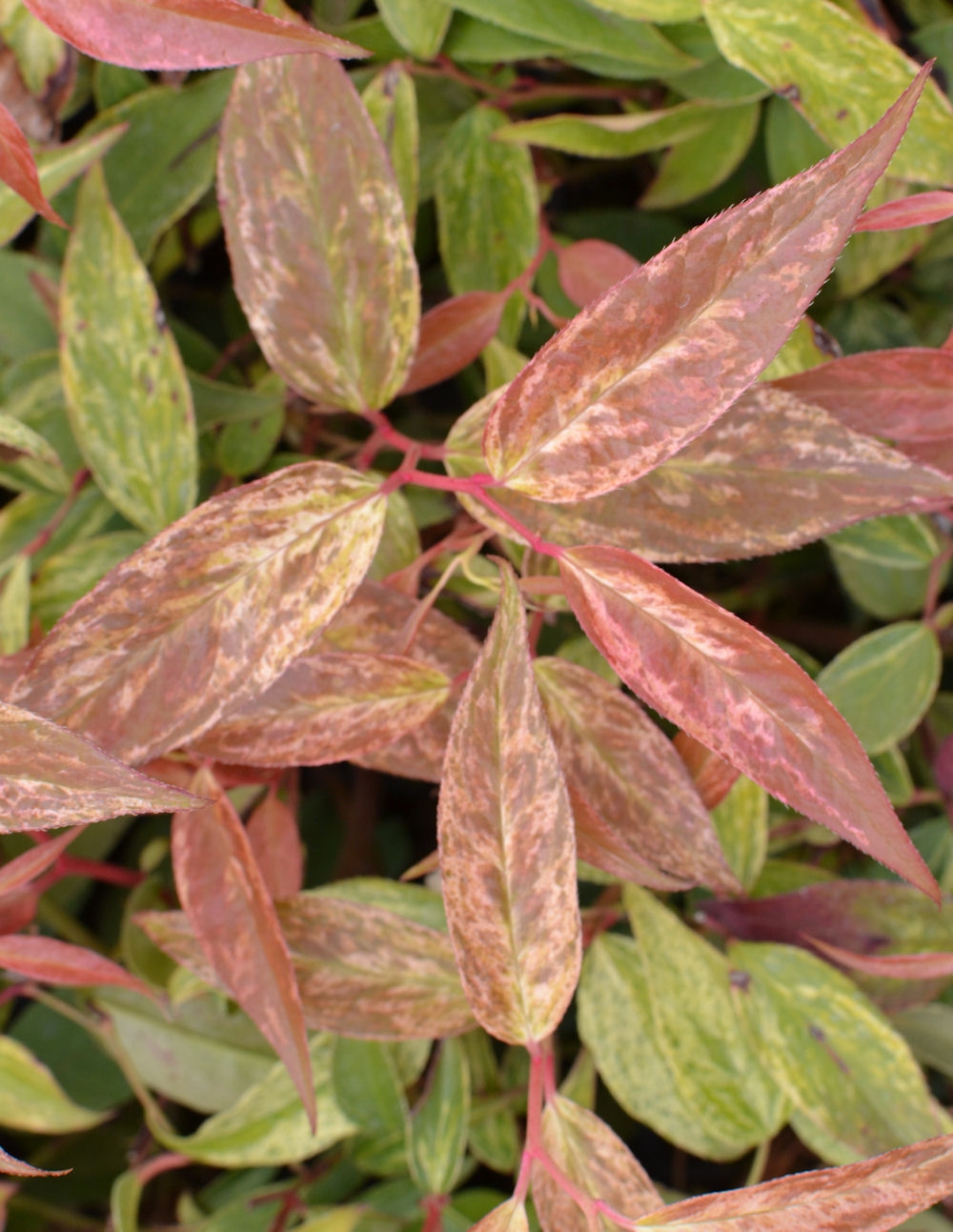 LEUCOTHOE fontanesiana 'Rainbow', fleur perles - Pépinière du Penthièvre
