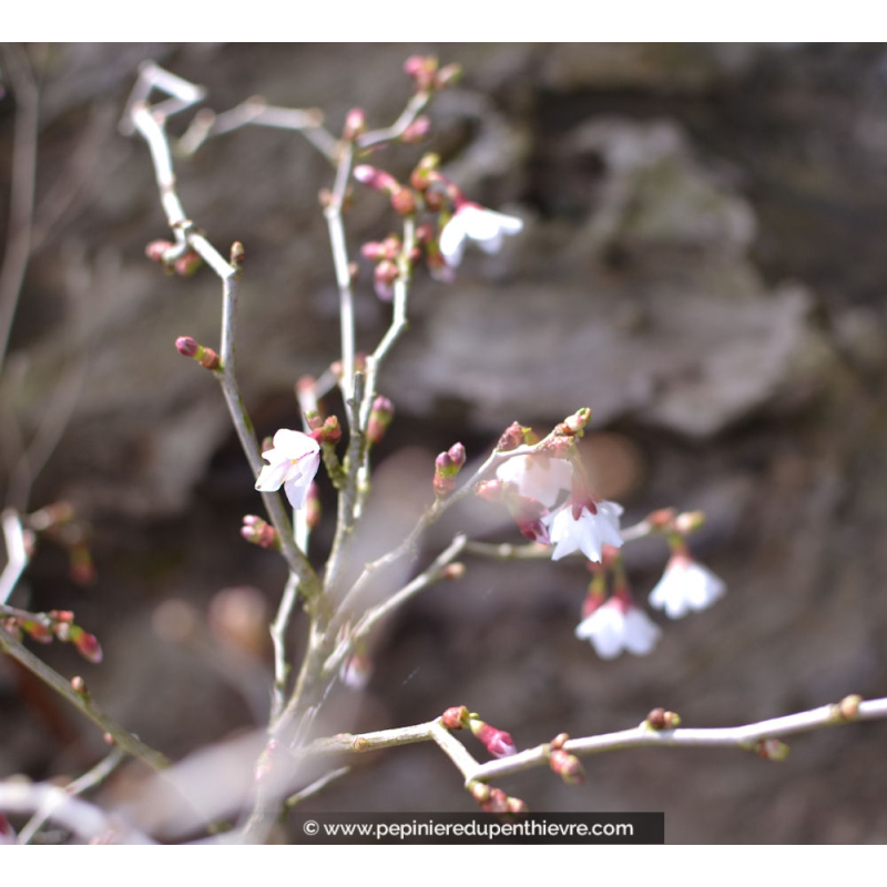 PRUNUS incisa 'Kojo No Mai', cerisier Japon nain - Pépinière du ...