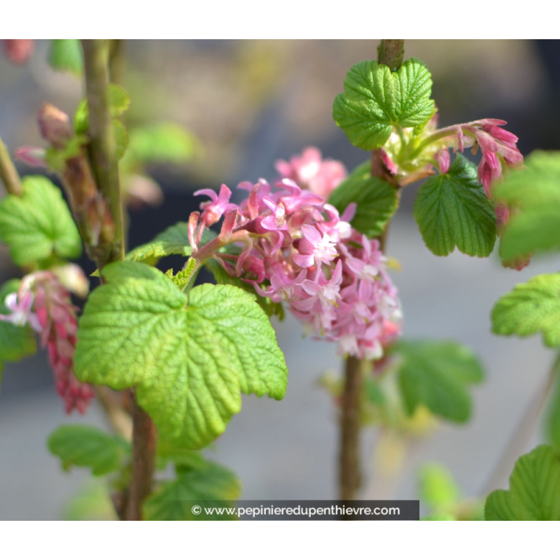 RIBES sanguineum, groseillier à fleurs roses - Pépinière du Penthièvre ...