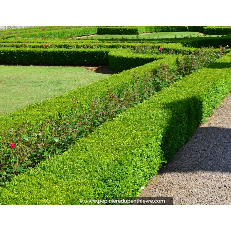 BUXUS sempervirens, Buis commun, art topiaire - Pépinière du Penthièvre ...