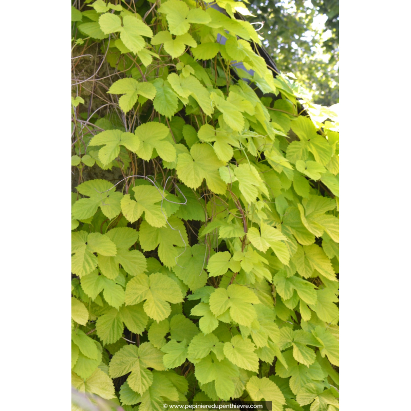 HUMULUS lupulus 'Aureus', houblon doré lumineux - Pépinière du ...