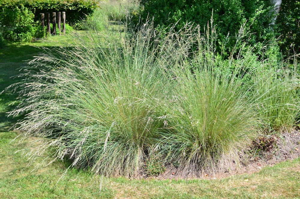 POA labillardieri ou pâturin australien, bleu - Pépinière du Penthièvre