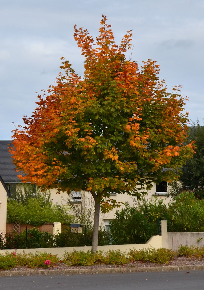 ACER pseudoplatanus ou Érable sycomore, forêt - Pépinière du Penthièvre