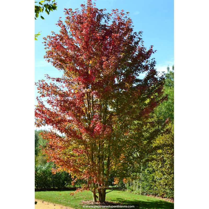 ACER rubrum, Érable rouge d'Amérique, Virginie - Pépinière du ...