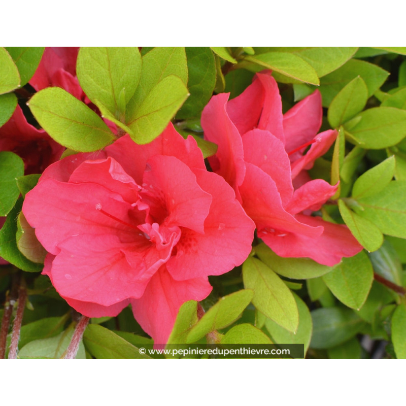 AZALEA japonica 'Christina', Azalée rose foncé - Pépinière du ...