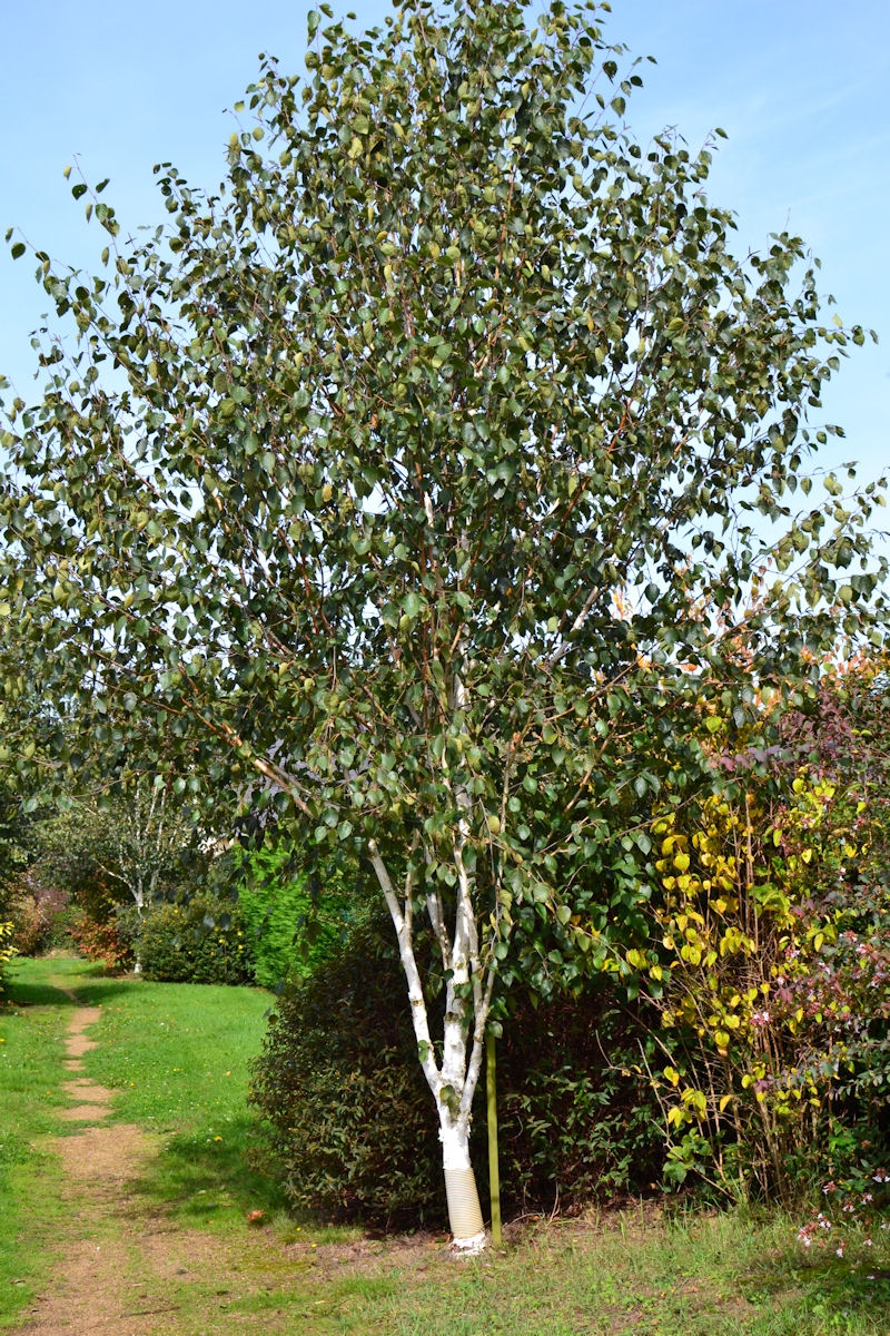 BETULA utilis ou Bouleau blanc de l'Himalaya - Pépinière du Penthièvre