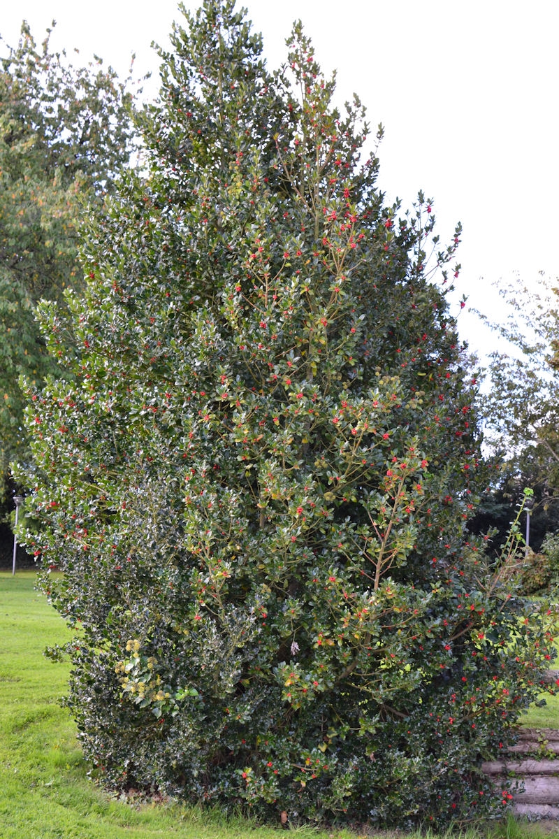 ILEX aquifolium 'Alaska', Houx, fruit rouge - Pépinière du Penthièvre