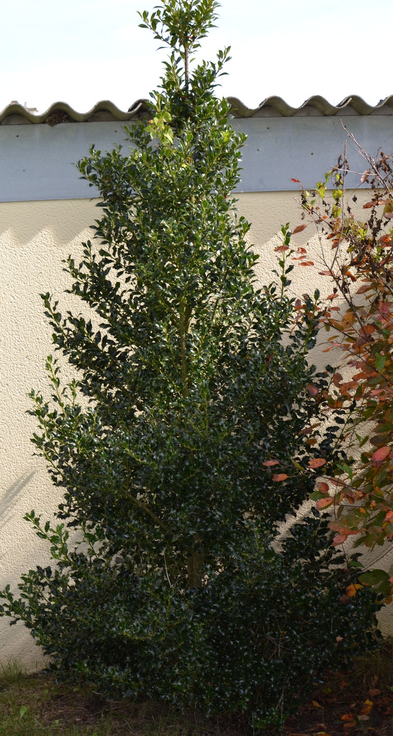 ILEX aquifolium 'Alaska', Houx, fruit rouge - Pépinière du Penthièvre