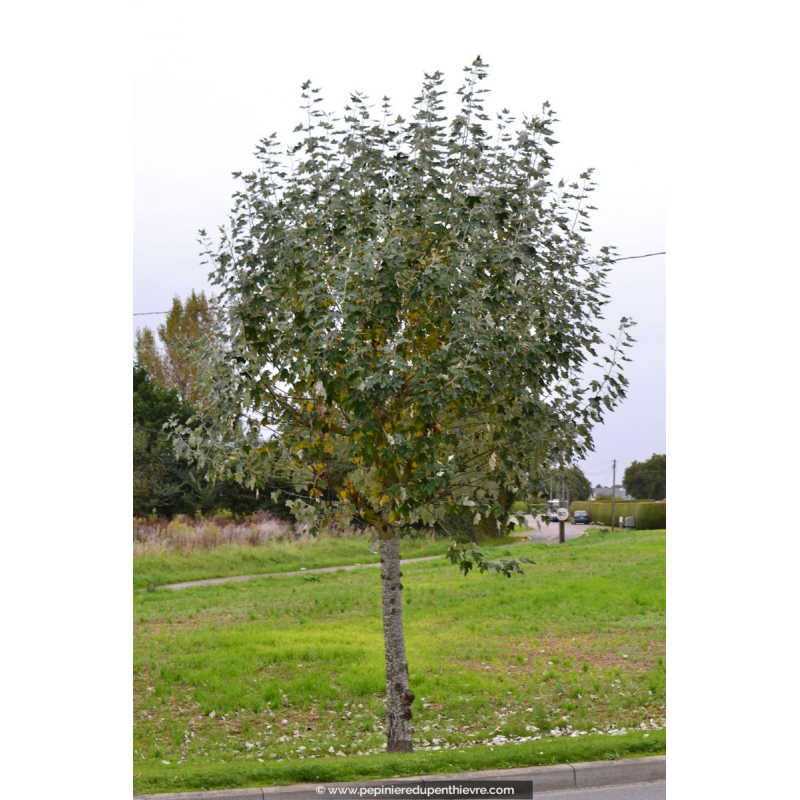 POPULUS alba ‘Nivea’, Peuplier blanc argenté - Pépinière du Penthièvre ...