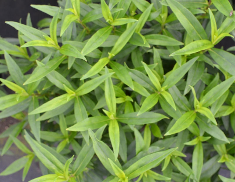 Galane 'Gloire des 4 rues', PENSTEMON, violet - Pépinière du Penthièvre