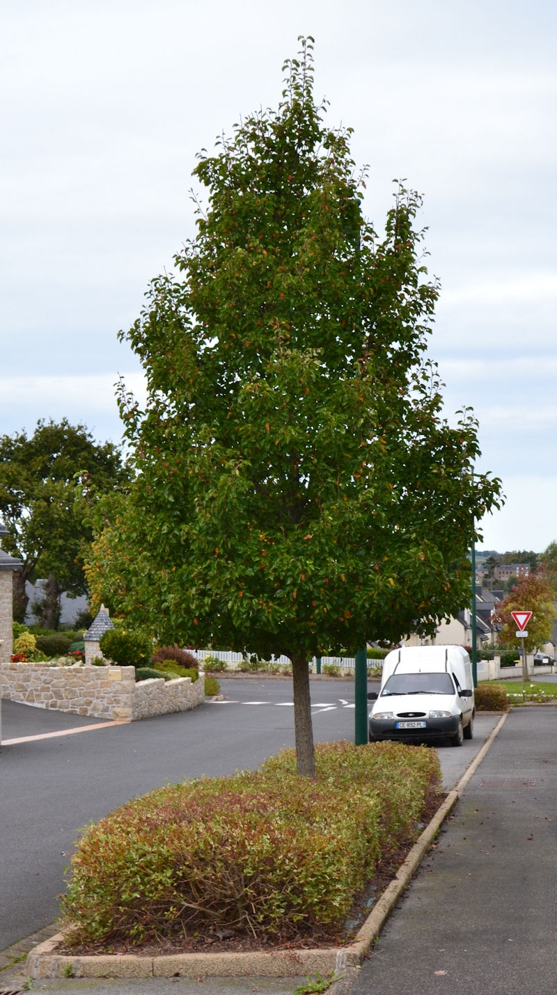 PYRUS calleryana 'Chanticleer', poirier fleur -Pépinière du Penthièvre