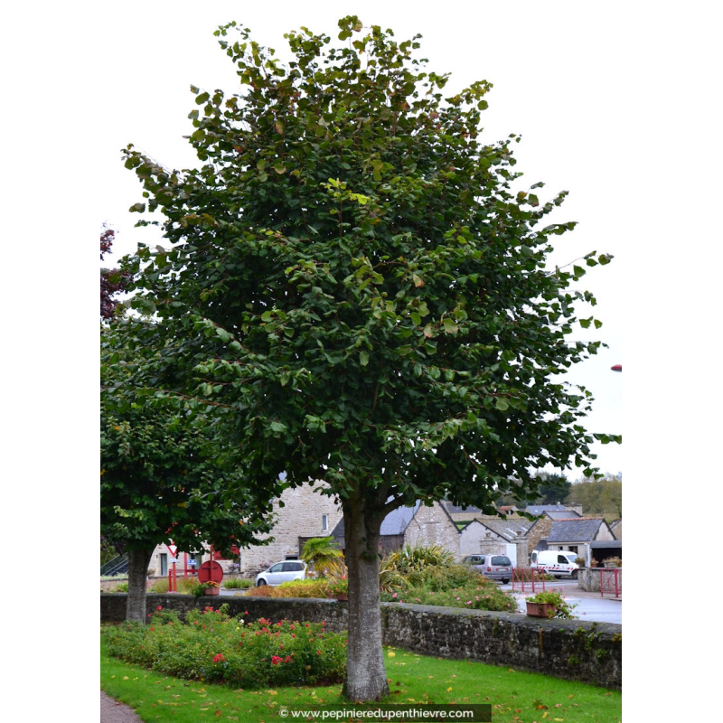 TILIA platyphyllos, Tilleul de Hollande, grand - Pépinière du ...