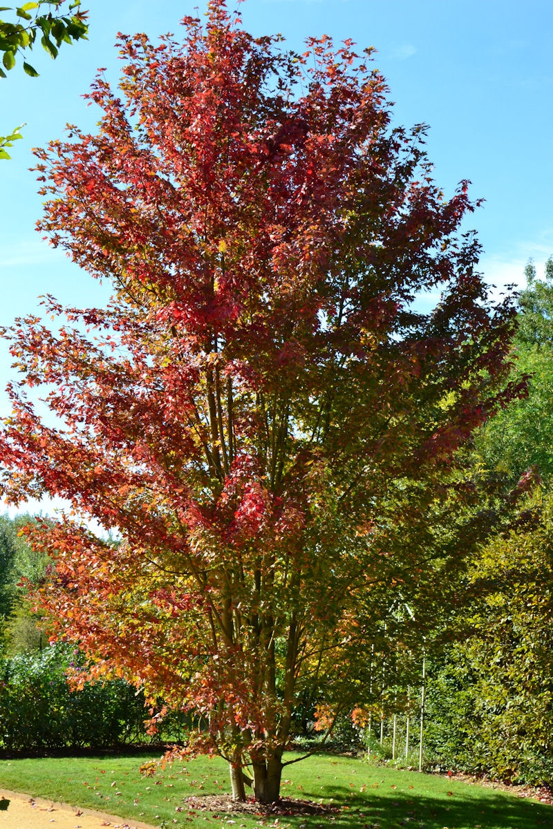 ACER cappadocicum ‘Rubrum’, érable rouge, arbre - Pépinière du Penthièvre