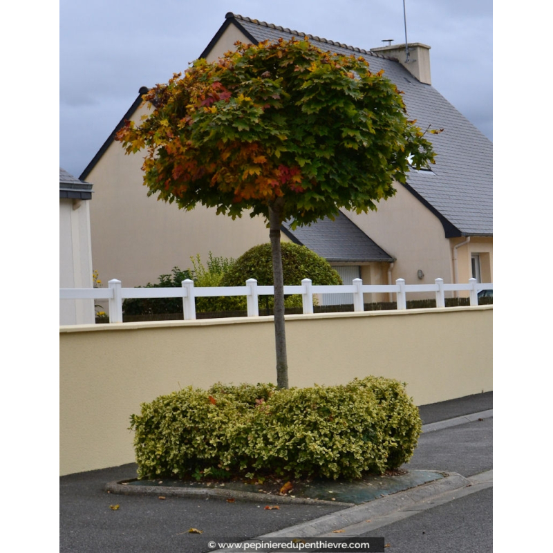 ACER platanoides 'Globosum' ou Érable boule - Pépinière du Penthièvre ...