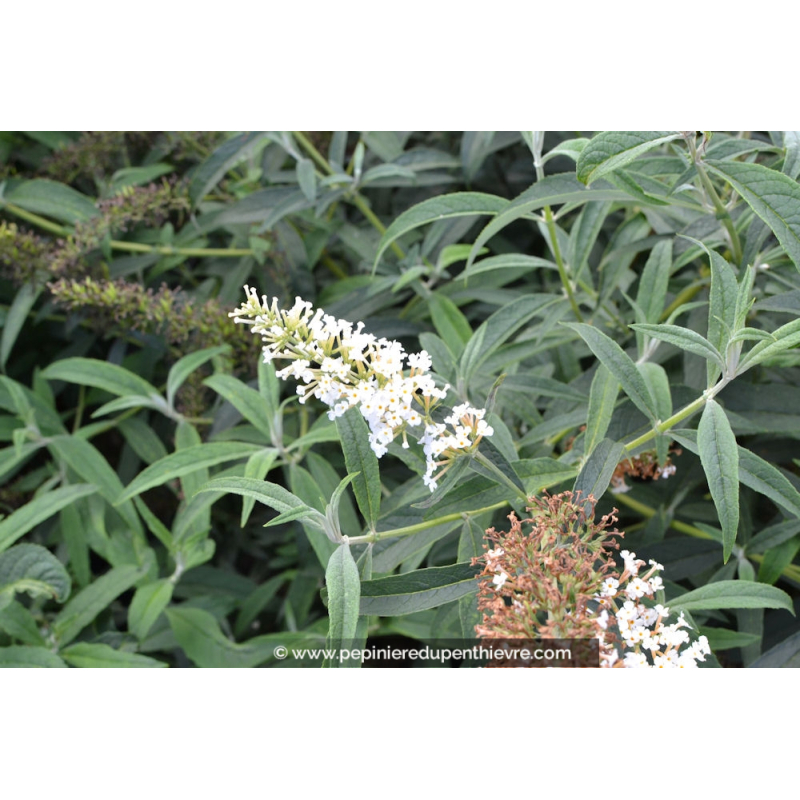 BUDDLEJA 'White Profusion', mellifère, parfumé-Pépinière du Penthièvre ...