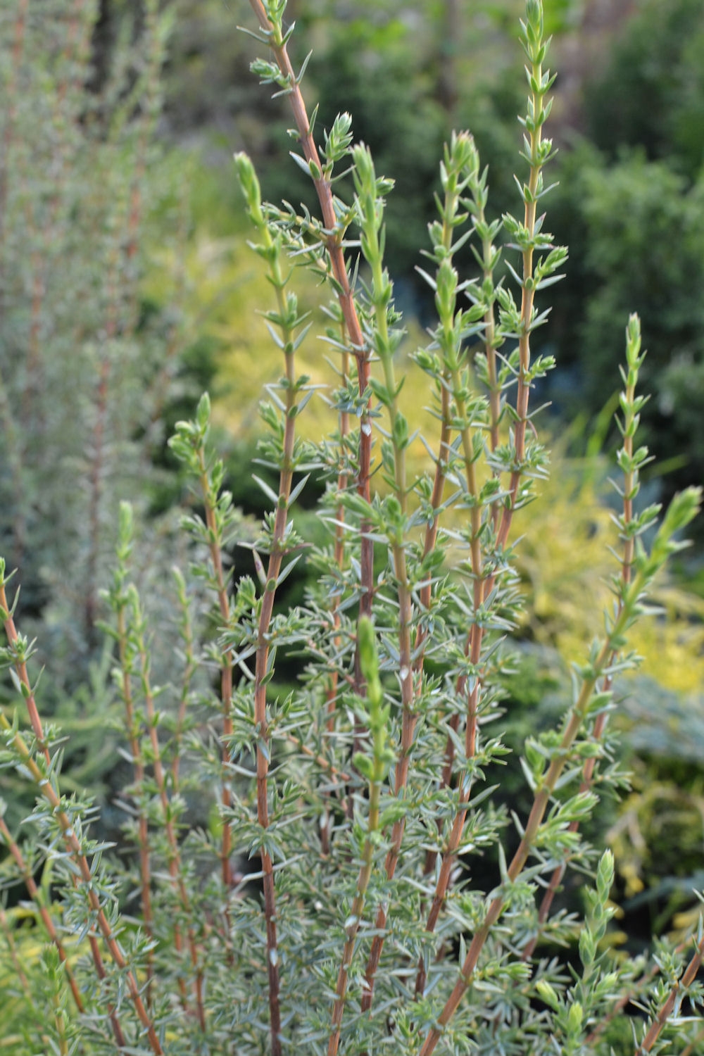 JUNIPERUS communis 'Sentinel', genévrier commun - Pépinière du Penthièvre
