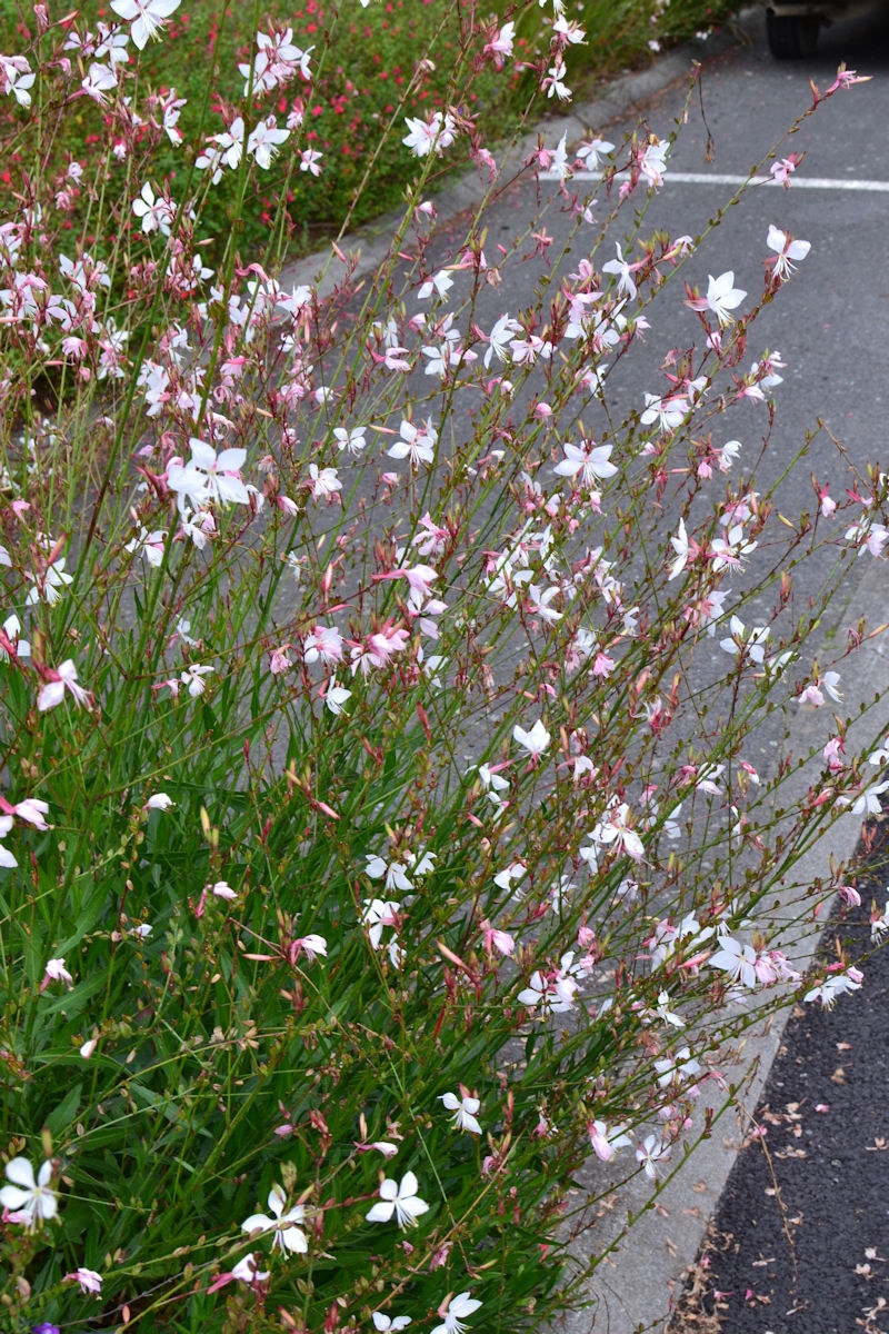 GAURA lindheimeri, touffe légère fleur blanche - Pépinière du Penthièvre