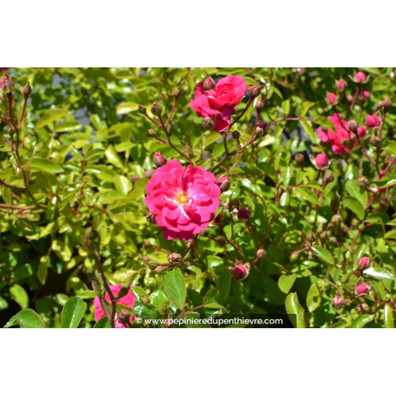 ROSIER paysager 'Fairy Rood', ROSA rose, caduc -Pépinière du Penthièvre ...