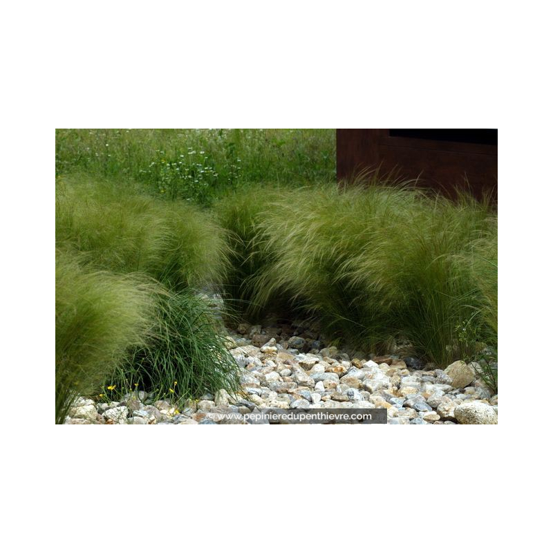 STIPA tenuifolia, cheveux d'ange, persistant - Pépinière du Penthièvre ...