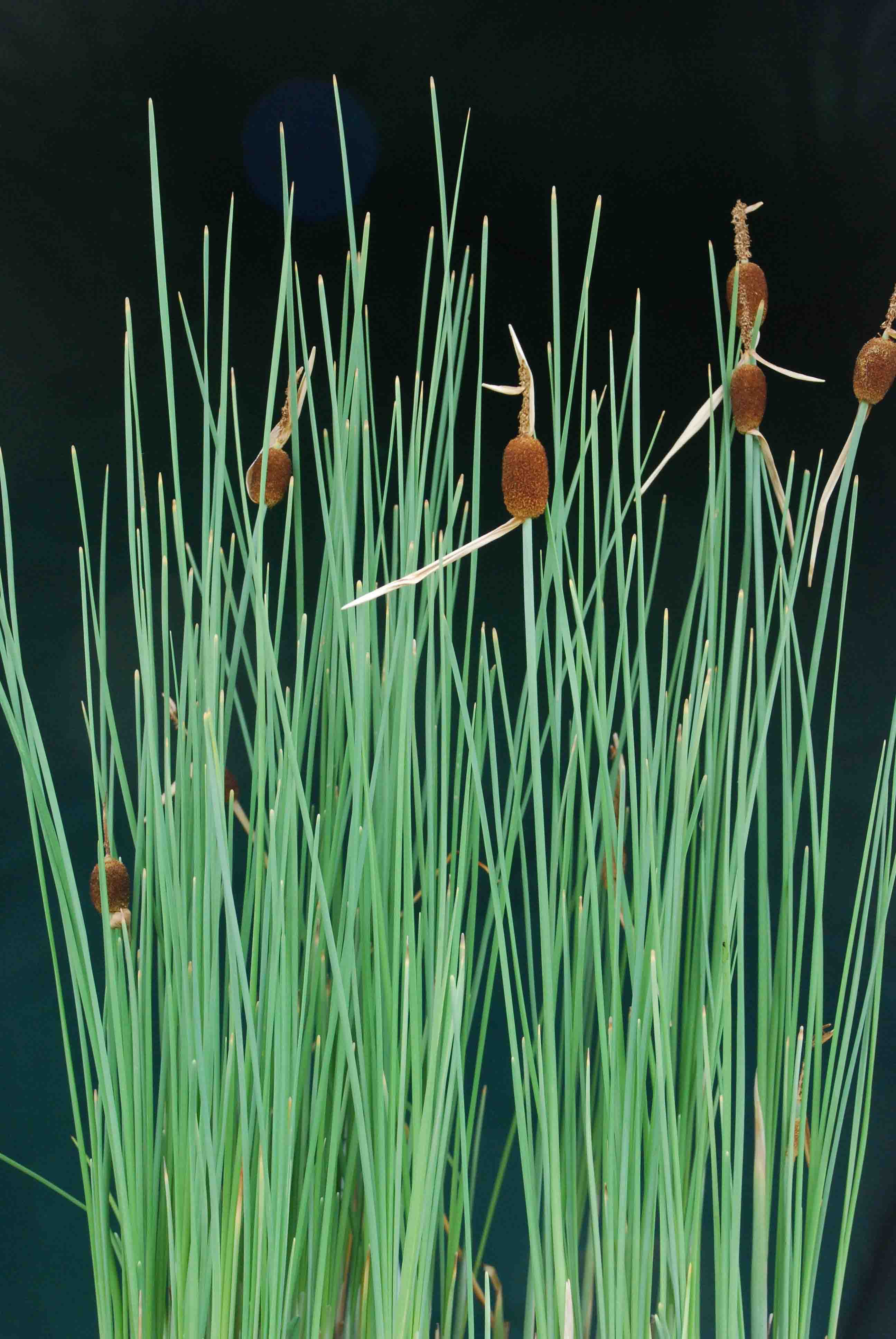 TYPHA minima, Petite Massette, filtrant, nain - Pépinière du Penthièvre