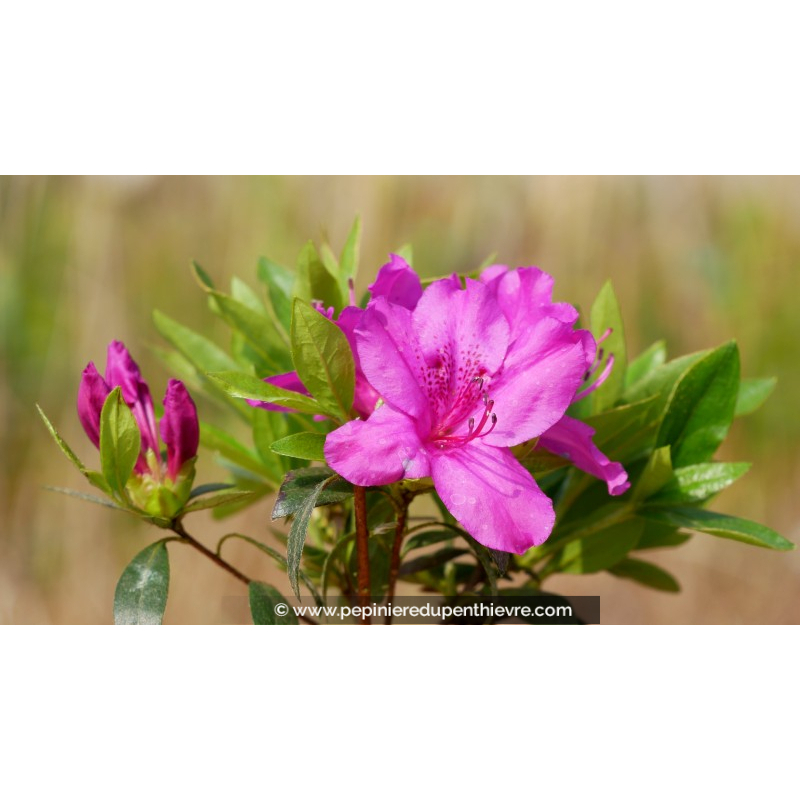 AZALEA japonica 'Blue Danube', arbuste, violacé - Pépinière du ...