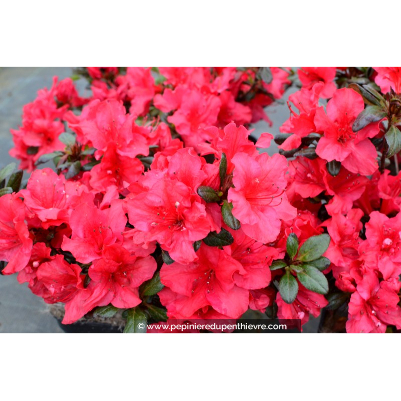 AZALEA 'Johanna' azalée rouge sensationnel - La Pépinière du Penthièvre ...