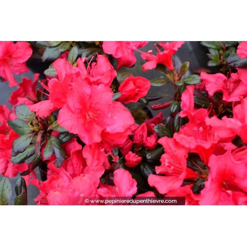 AZALEA 'Johanna' azalée rouge sensationnel - La Pépinière du Penthièvre ...