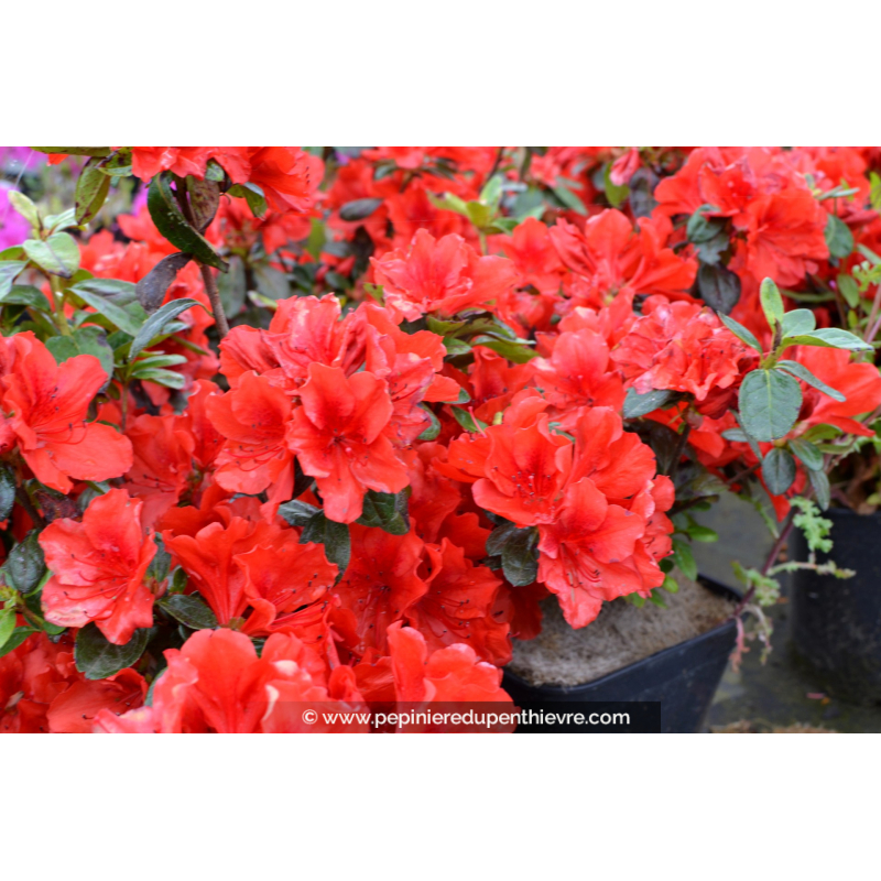 AZALEA 'Santa Maria', azalée rouge orangé - La Pépinière du Penthièvre ...