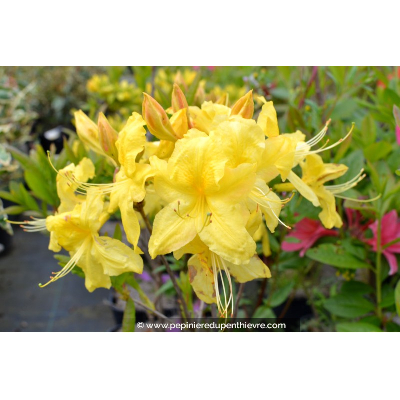 AZALEA mollis 'Anneke', arbuste, jaune vif - Pépinière du Penthièvre ...