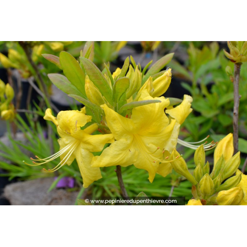 AZALEA mollis 'Anneke', arbuste, jaune vif - Pépinière du Penthièvre ...