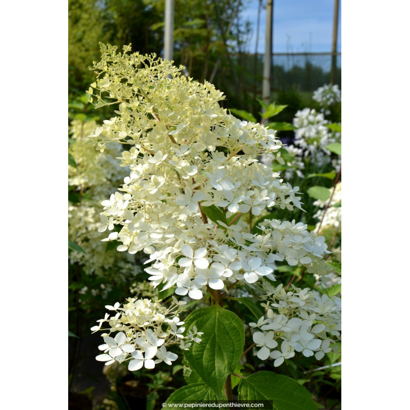 Hortensia paniculé 'Phantom', HYDRANGEA, caduc - Pépinière du ...
