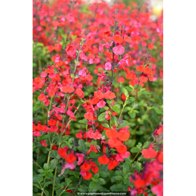 SALVIA microphylla 'Royal Bumble', sauge rouge - Pépinière du ...