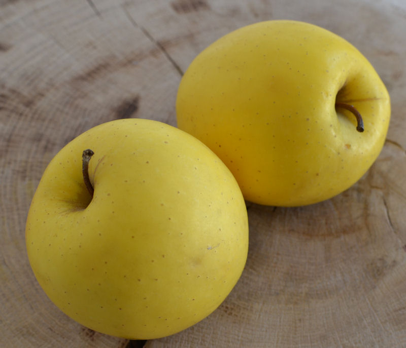 POMMIER 'Golden Delicious' MALUS jaune doré - La Pépinière du Penthièvre