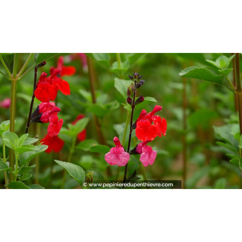 SALVIA microphylla 'Royal Bumble', sauge rouge - Pépinière du ...